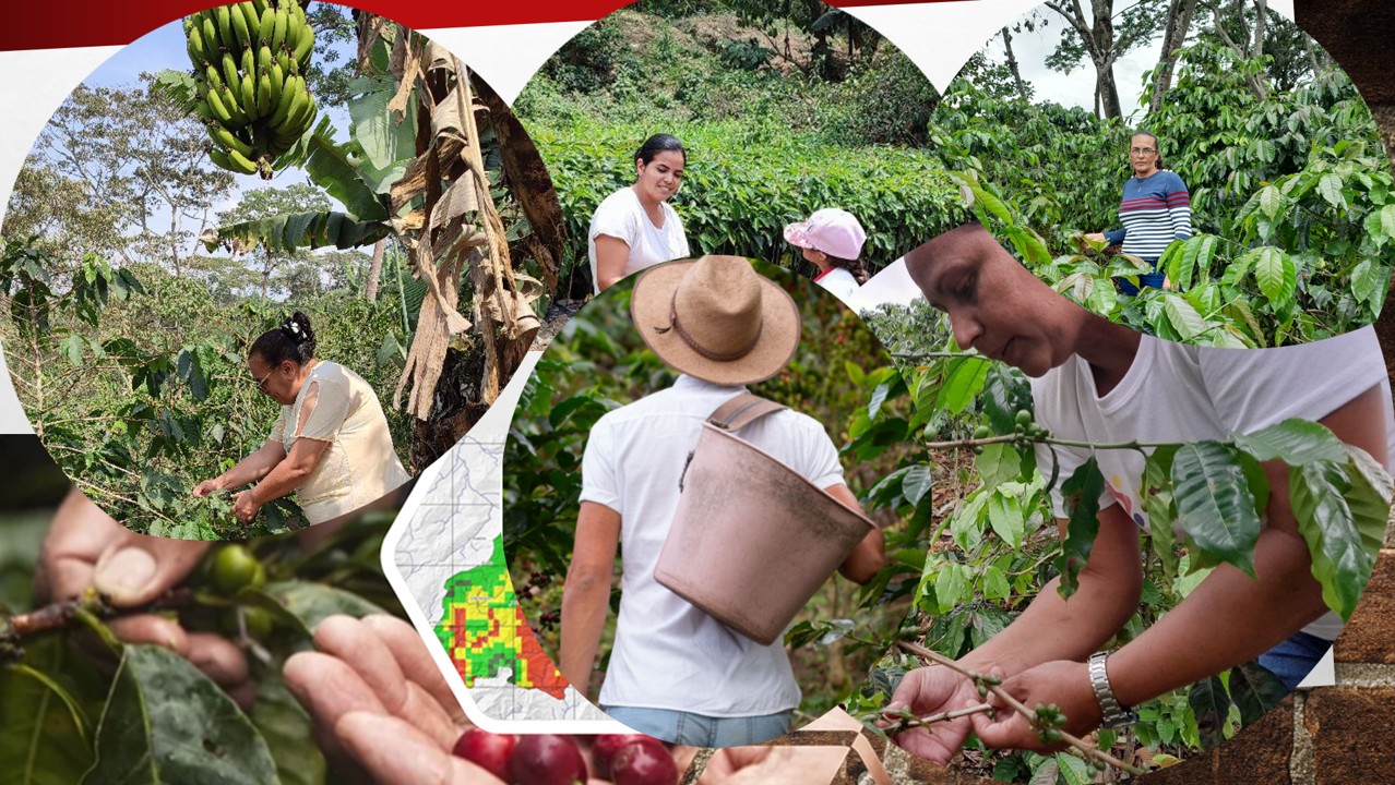 🌱 Presentación del Proyecto de Sistemas Agroforestales Cafetaleros ...