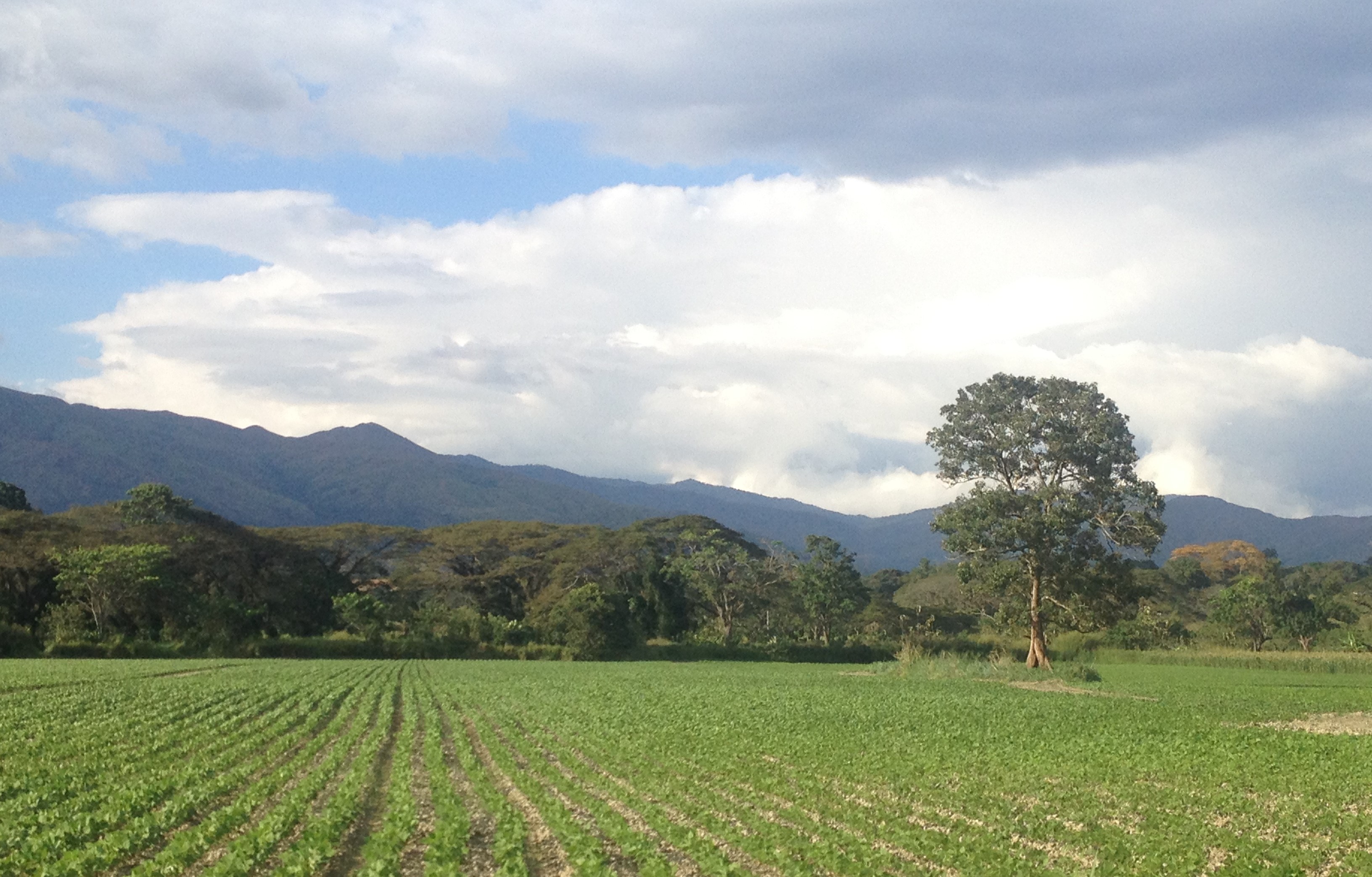 La agricultura venezolana para los nuevos tiempos | FUSAGRI