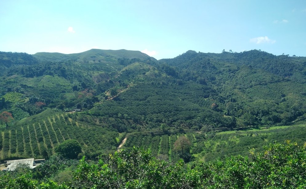 La crisis del HLB, una oportunidad para crear la nueva citricultura en ...